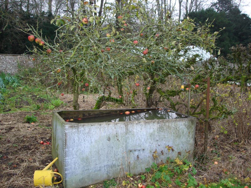 Gnarled Apple Tree stock image. Image of winter, apple - 99946127