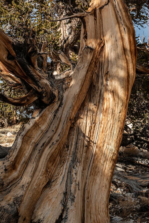 Gnarled Bark on Bristlecone Pine Stock Photo - Image of tree, textured ...