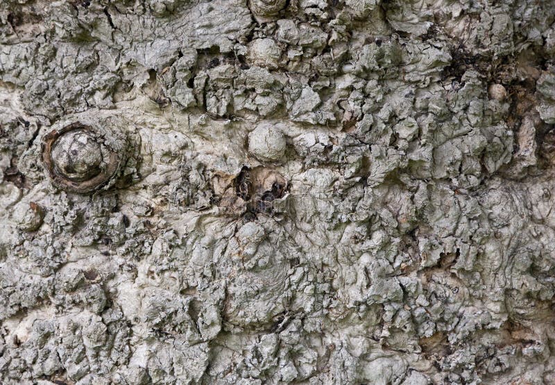 Gnarled Bark Texture stock image. Image of ancient, knotted - 97034073