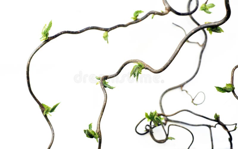 Gnarled branches stock image. Image of abstraction, leaves - 7816671