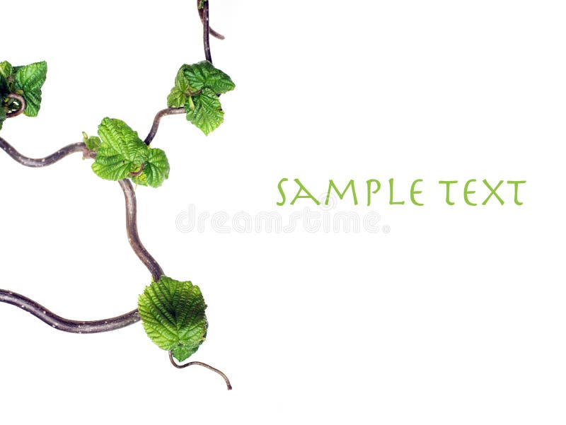 Gnarled branches stock photo. Image of forestry, nature - 7817194