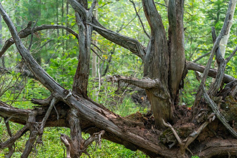 Gnarled Branches and Roots of an Upturned Tree Stock Photo - Image of ...