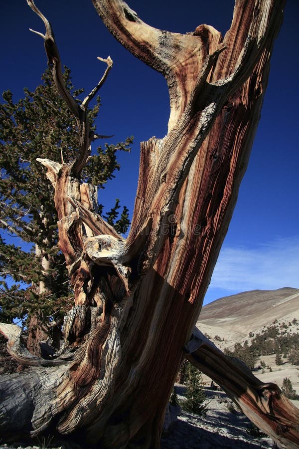 Gnarled Bristlecone Pine Tree Stock Photo - Image of details, detailed ...