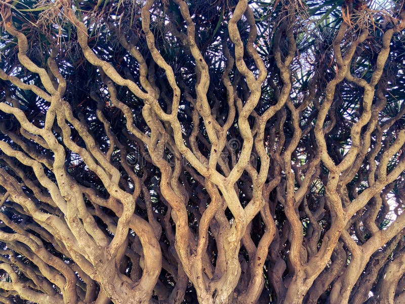 Gnarled + Creepy | Dracanea Tree Branches Stock Image - Image of ...