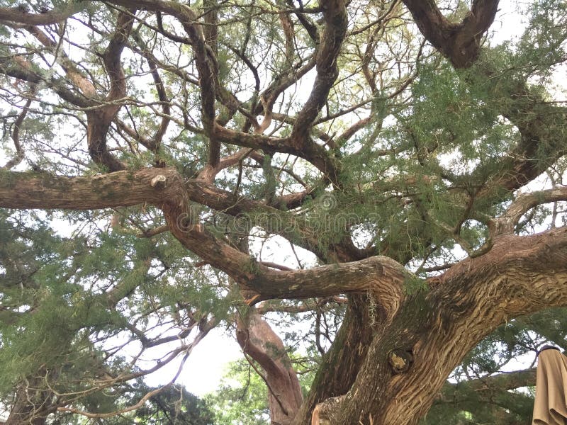 Gnarled cypress tree stock image. Image of cedar, texture - 83824937
