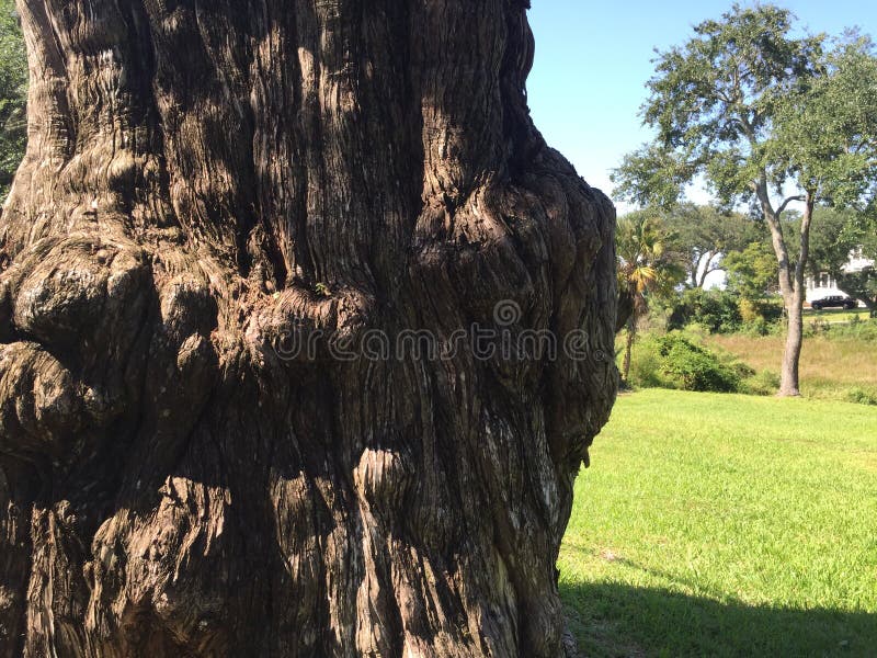 Gnarled cypress stock image. Image of meadow, light, palm - 78225821