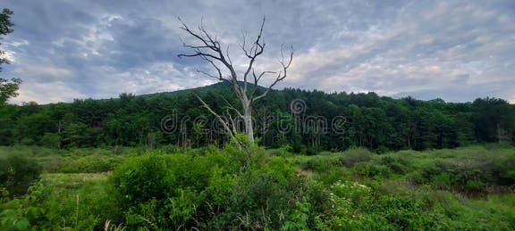 Gnarled Dead Tree with Forest Stock Photo - Image of grass, wetland ...