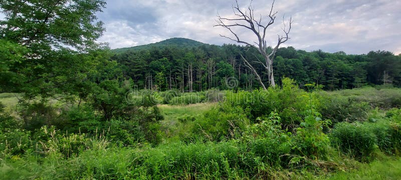 Gnarled Dead Tree with Forest Stock Image - Image of wilderness, plant ...
