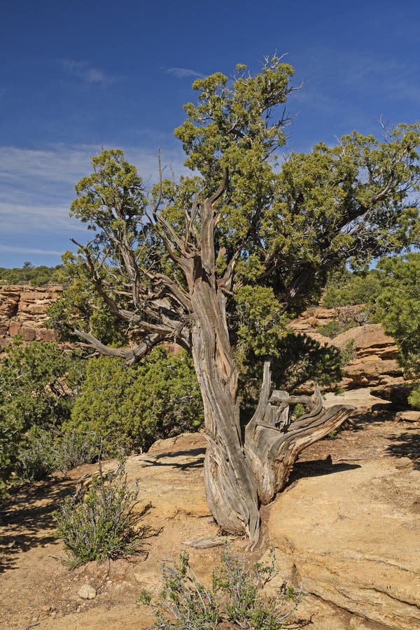 Gnarled Juniper Tree in the Desert Stock Image - Image of chelly ...