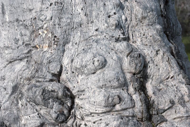 Gnarled knotted trunk stock image. Image of dark, material - 102606395