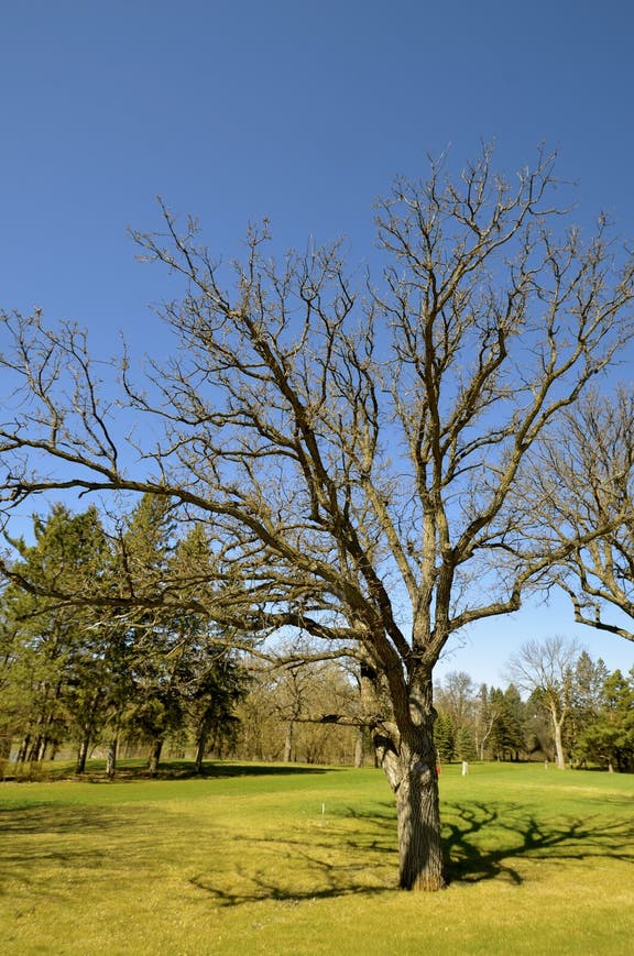 Gnarled Limbs of a Huge Oak Tree Stock Photo - Image of bark, organic ...