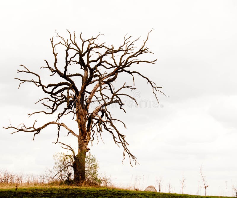Gnarled Oak Tree stock photo. Image of dead, tree, lone - 23985308