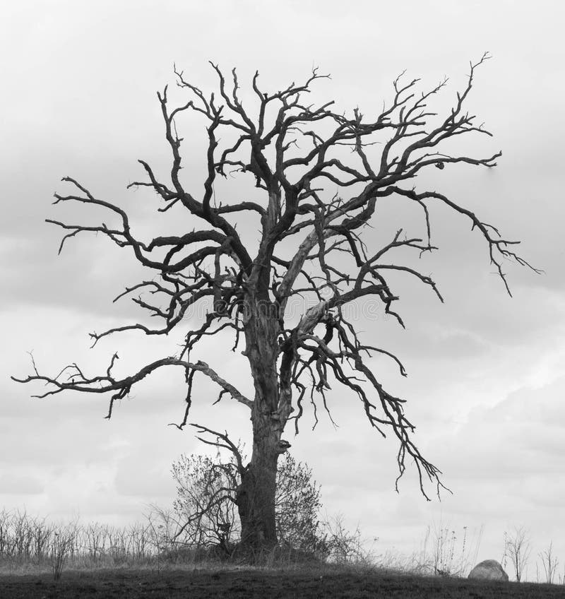 Gnarled Oak Tree II stock image. Image of tree, gnarled - 23985307