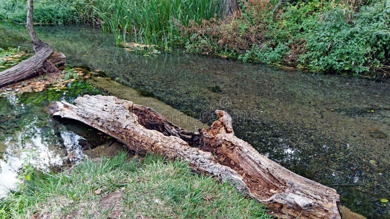 Gnarled Old Tree Log in Shallow River, Greece Stock Image - Image of ...