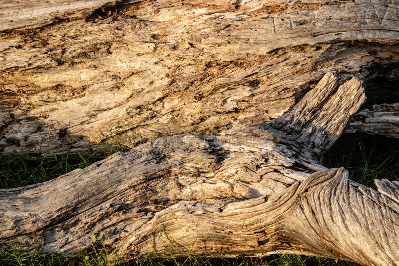 Gnarled old tree stock image. Image of bark, tree, nature - 133298051