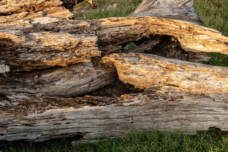 Gnarled old tree stock image. Image of bark, gnarled - 133298845