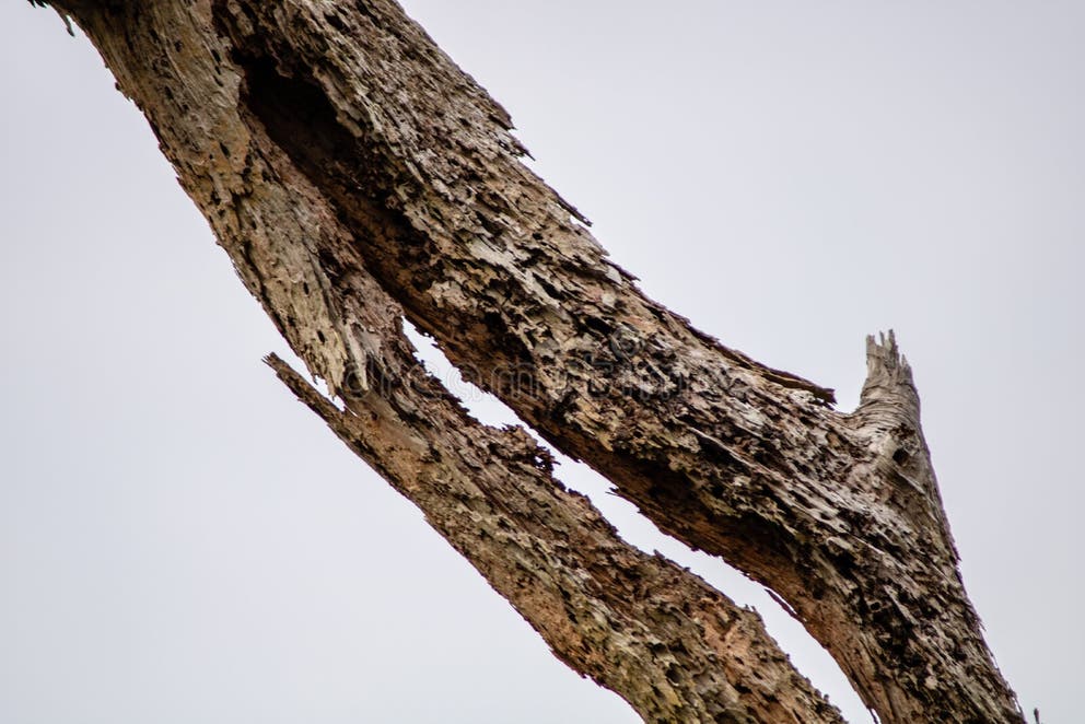 Gnarled old tree stock image. Image of bark, branch - 137548877