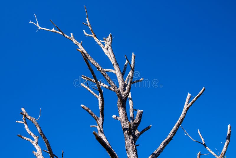 Gnarled old tree stock photo. Image of gnarled, pine - 137788008