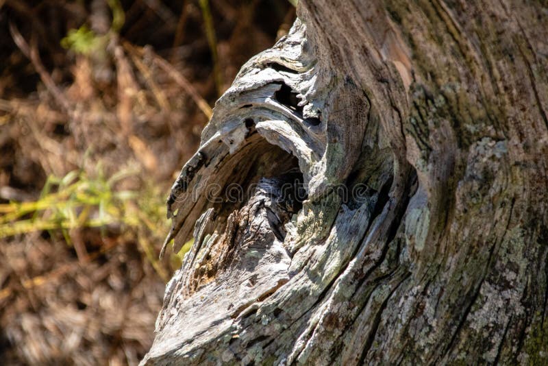 Gnarled old tree stock photo. Image of gnarled, leaves - 137788260