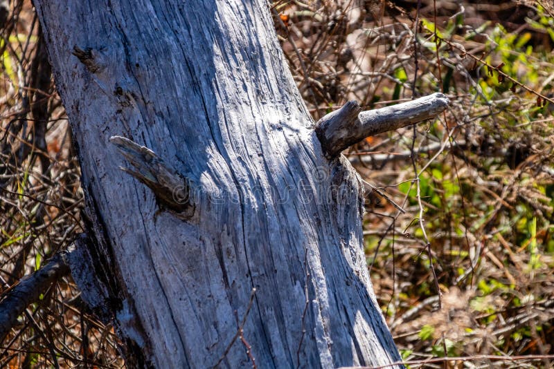 Gnarled old tree stock image. Image of branch, pine - 137788475