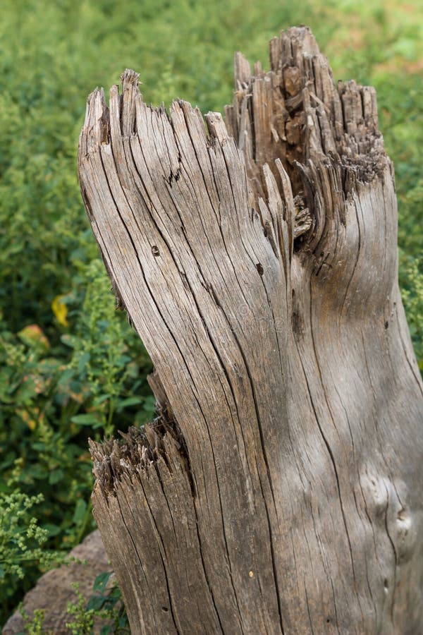 Gnarled Dead Tree Stump stock photo. Image of tree, grain - 142231610