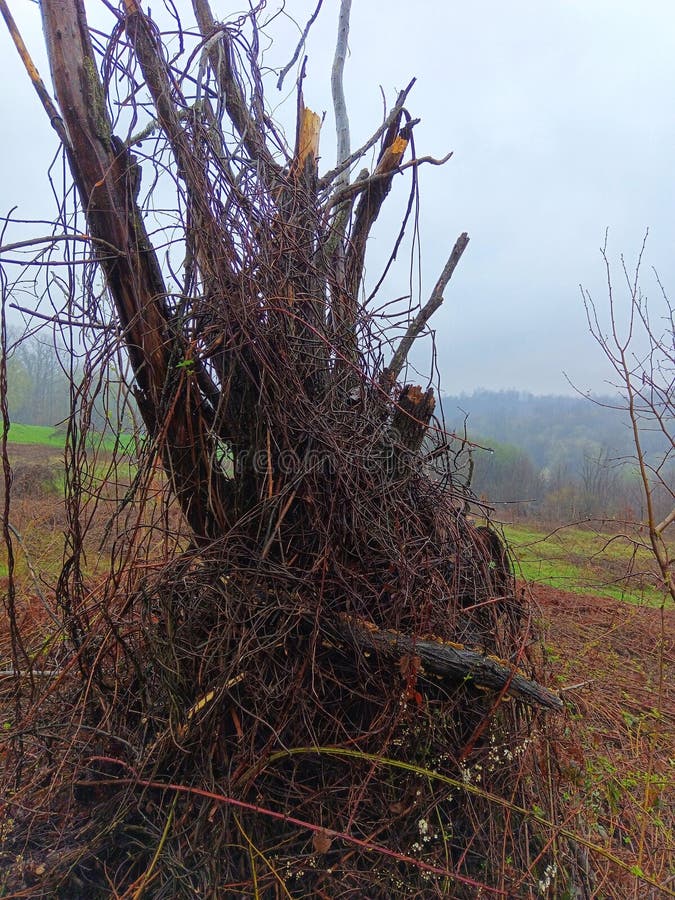 Wilderness Vegetation. an Old Tree Overgrown with Vegetation. Stock ...