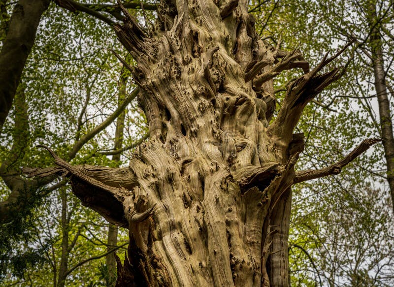Gnarled Old Tree Trunk on Dead Stump in England Stock Image - Image of ...