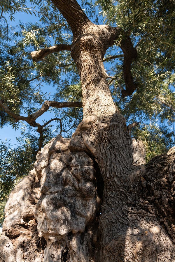 Gnarled Olive Tree Texture stock image. Image of plantation - 381685683