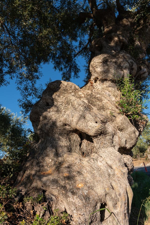Gnarled Olive Tree Texture stock photo. Image of peaceful - 381685690