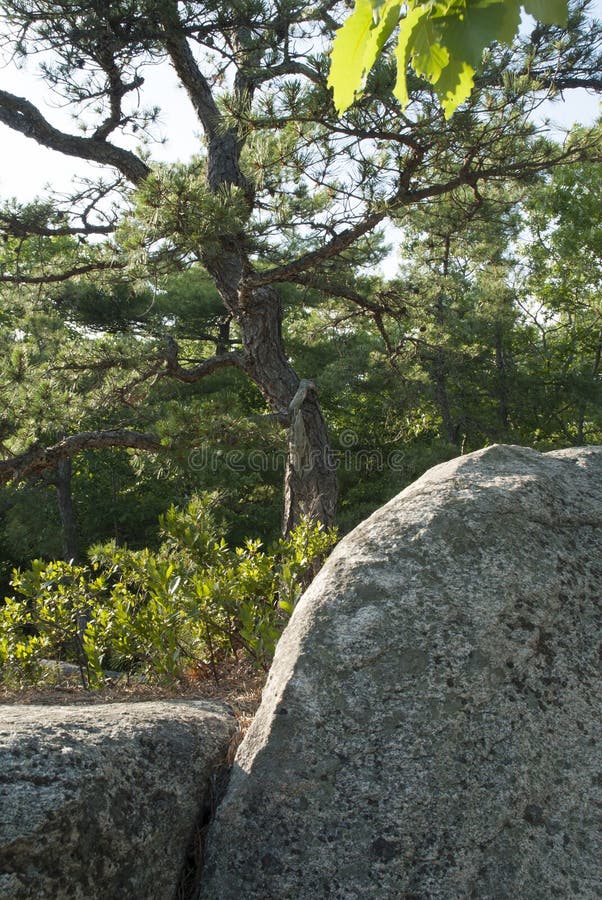 Gnarled pine on hill stock image. Image of tree, pond - 100454295