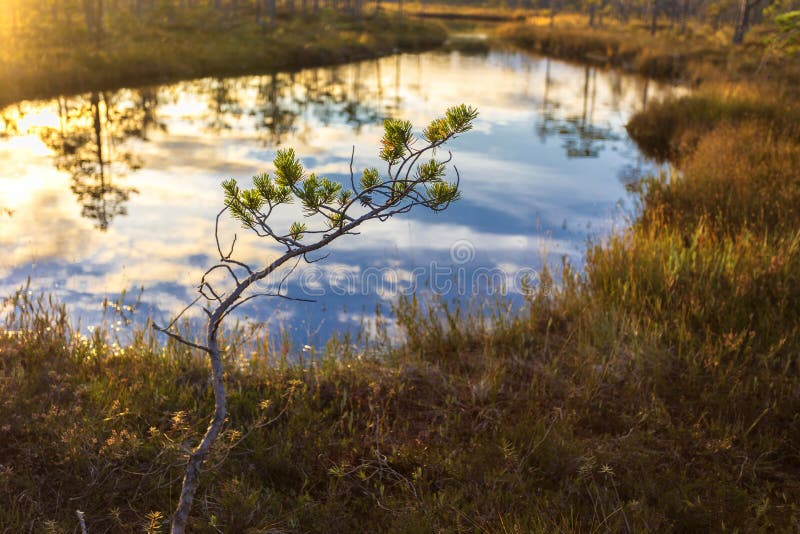 A Gnarled Pine Tree in an Autumn Swamp. Stock Photo - Image of wetland ...