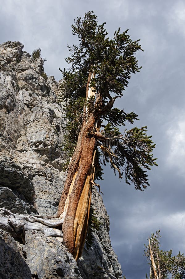 Gnarled Pine Tree Growing Out of Cliff Stock Image - Image of life ...