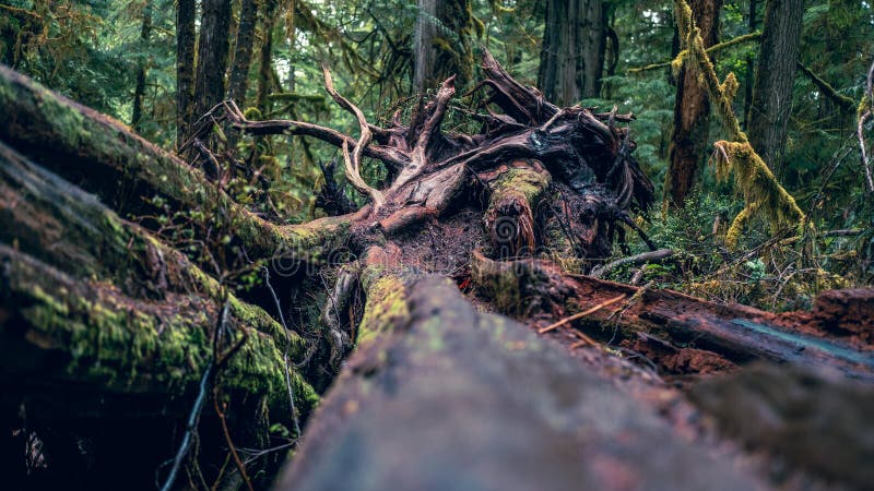 Gnarled Roots of a Fallen Tree in a Boreal Forest Stock Image - Image ...