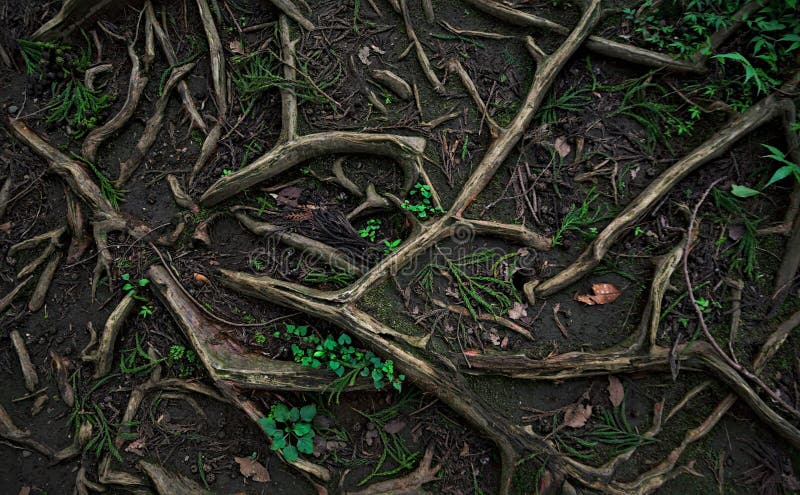 598 Tree Roots Dirt Ground Texture Stock Photos - Free & Royalty-Free ...