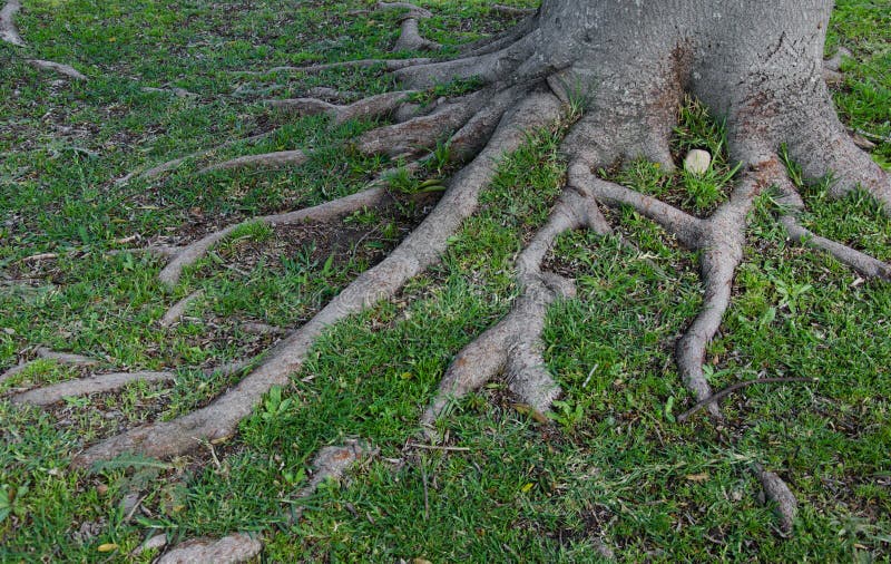 Gnarled Roots and a White Stone Stock Photo - Image of working, trunk ...