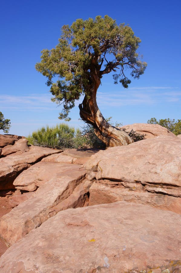 Gnarled Stunted Pine Tree stock photo. Image of grain - 36764594