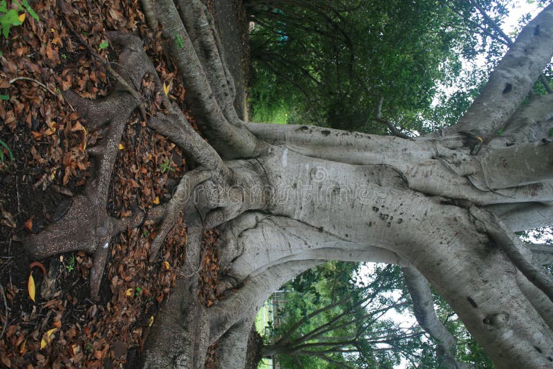 5,282 Old Gnarled Tree Stock Photos - Free & Royalty-Free Stock Photos ...