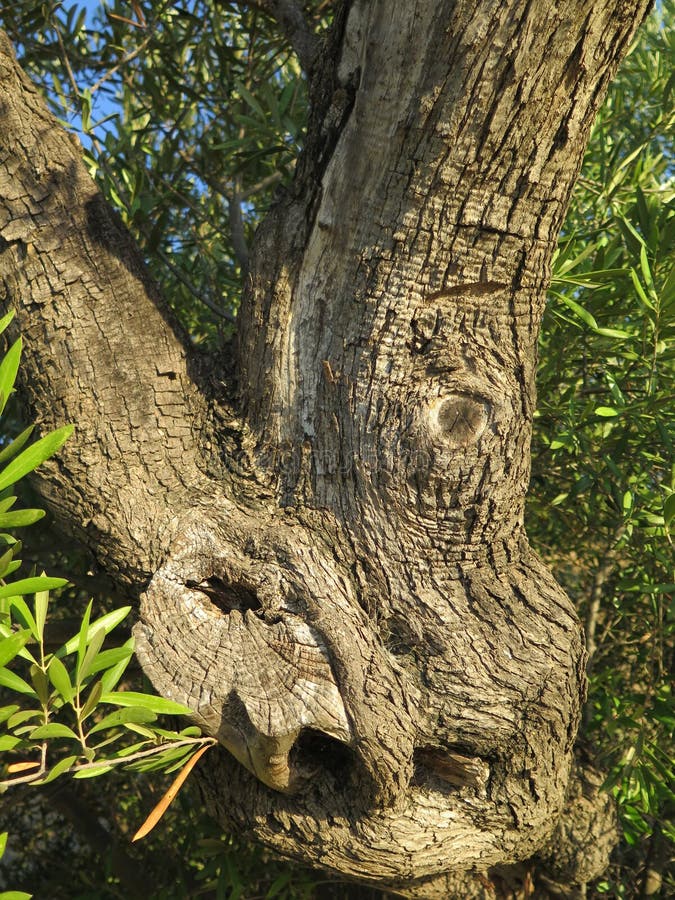 Gnarled tree branch stock image. Image of branch, bizarre - 43145347