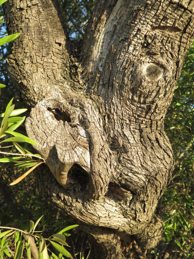 Gnarled Tree Branch Looking Like a Face Stock Image - Image of ...