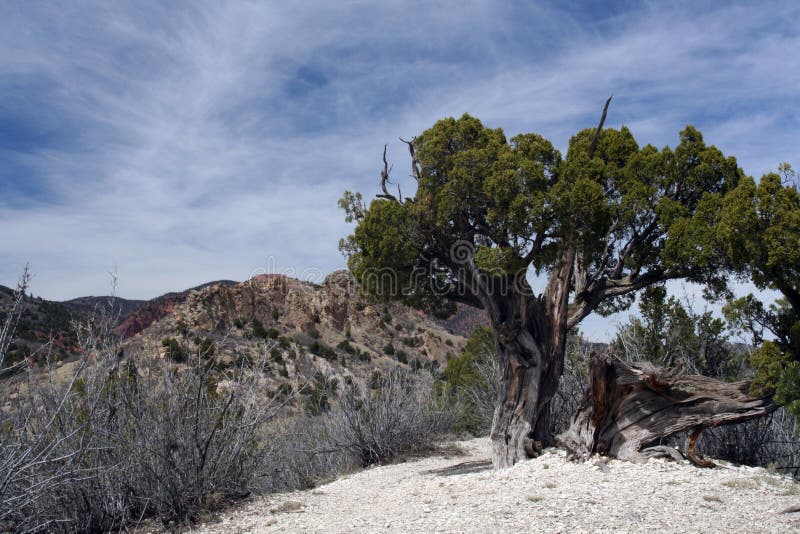 Gnarled Tree in Desolate Landscape Stock Photo - Image of garden ...
