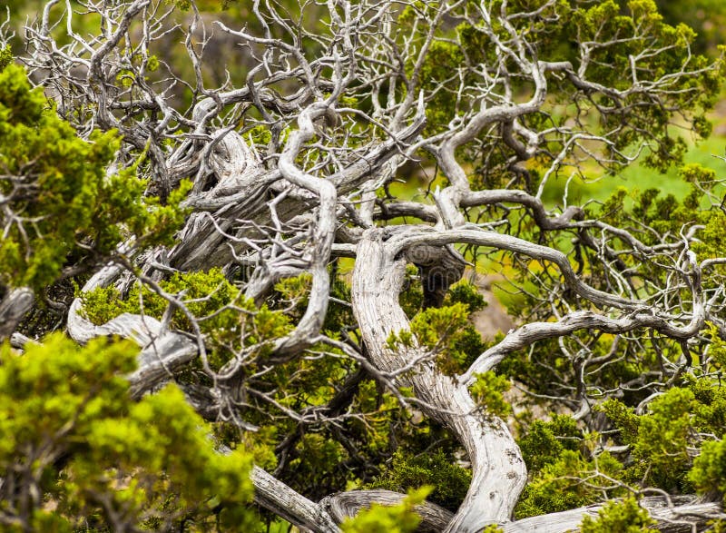 Gnarled Evergreen Tree At Washington Park Anacortes Washington Stock ...