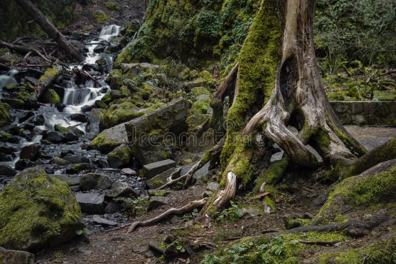 Gnarled tree next to creek stock image. Image of next - 145144339