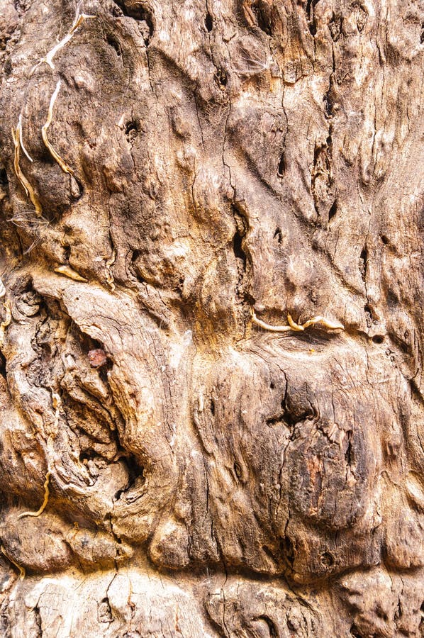 Gnarled tree root stock image. Image of tree, texture - 43653405