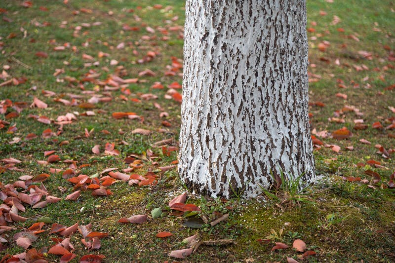 Tree Root in spring stock image. Image of green, forest - 312864199