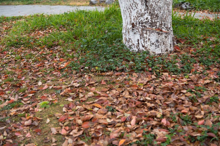 Tree Root in spring stock image. Image of root, forest - 312865111