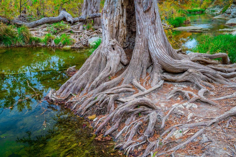 Gnarled Tree Roots by a Clear Stream Stock Photo - Image of scenery ...