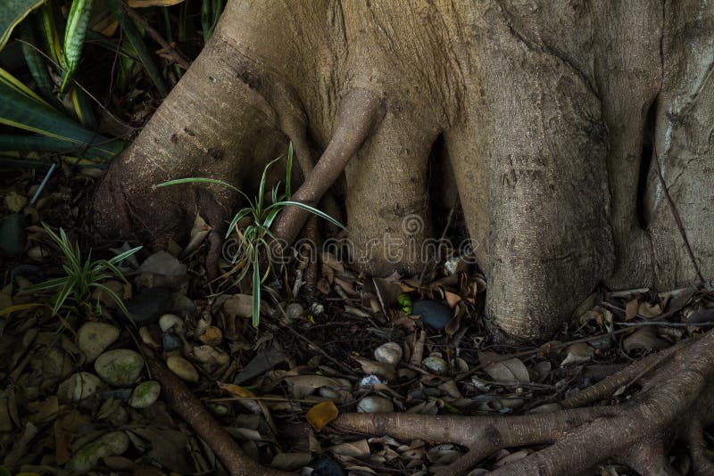 Gnarled tree roots stock photo. Image of natural, cross - 55935438