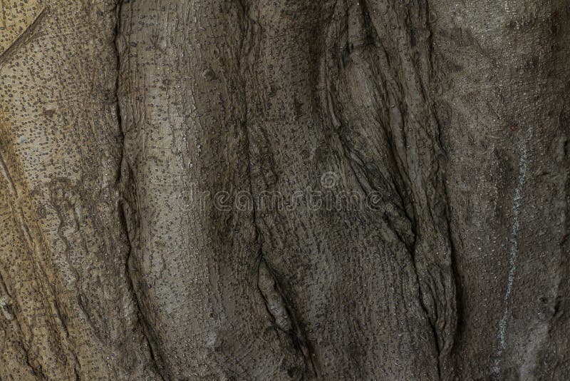 Gnarled tree roots stock photo. Image of grunge, forest - 55935566