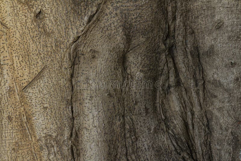 Gnarled tree roots stock image. Image of interwined, network - 55935951