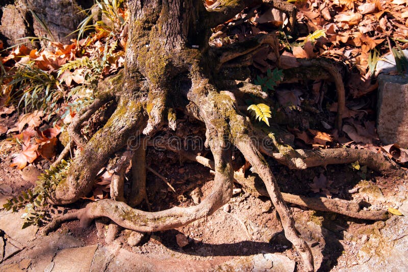 Tree Root in forest stock photo. Image of england, nature - 299855512